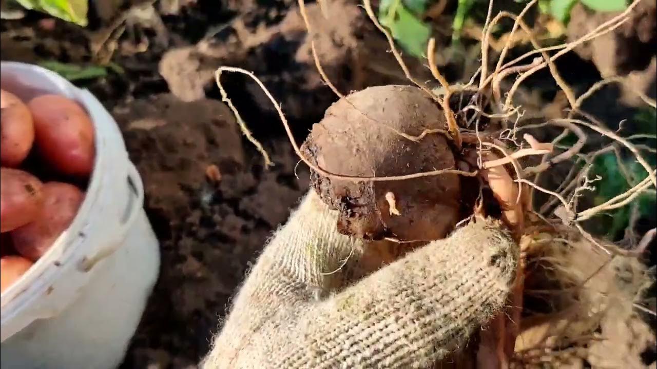Сарпо Мира сезона 2022 года от посадки до уборки - YouTube