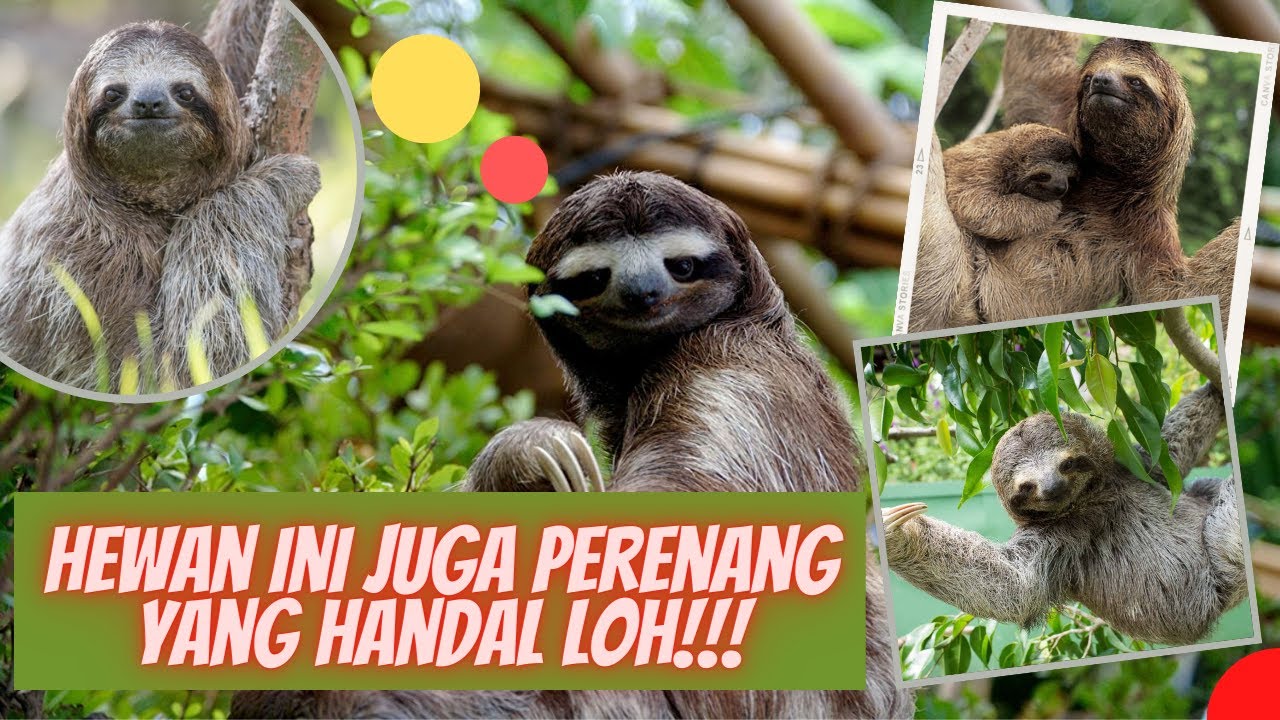 Fakta Menarik Sloth Hewan yang biasa di kenal sebagai kungkang - YouTube
