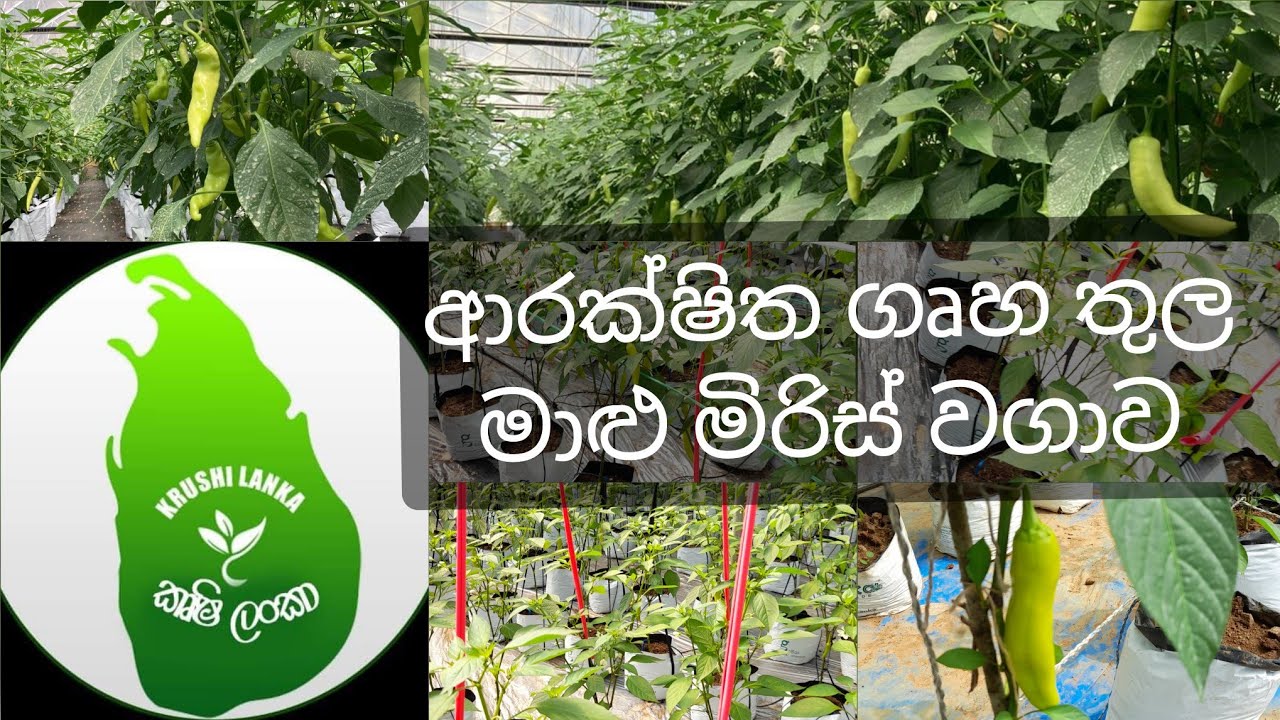 ආරක්ෂිත ගෘහ තුල මාළු මිරිස් වගාව Youtube