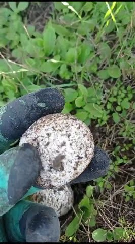 Truffle-Dombalan göbələk İmişli rayonu Araz çayının sahilində. - YouTube
