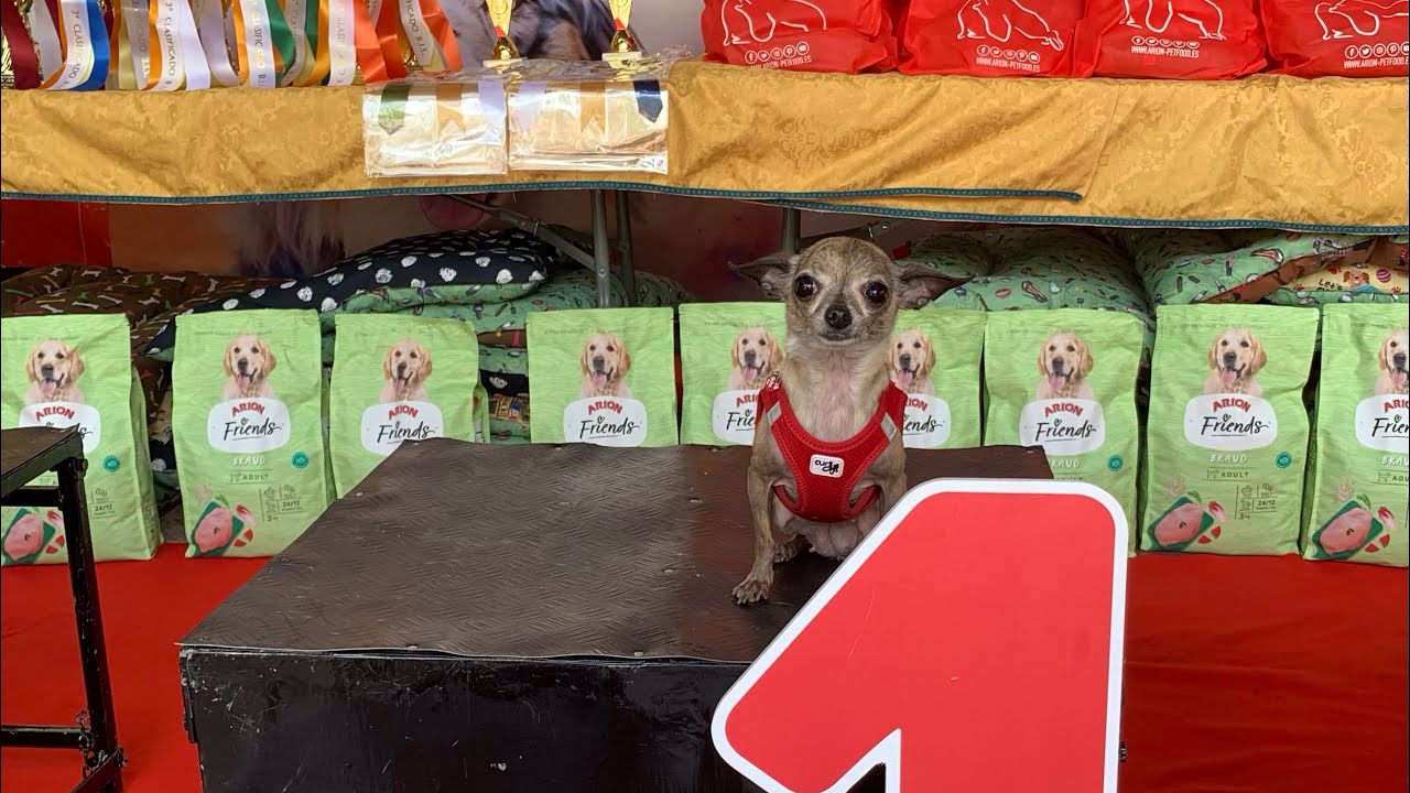 {Los mundos de Nala} - Nala va a un concurso de belleza canino 🐶💅🎀 ...