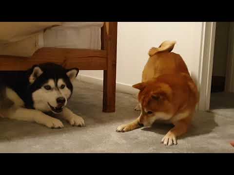 Shiba Inu Dog Fight, Shiba vs Owner, annoyed Husky - YouTube