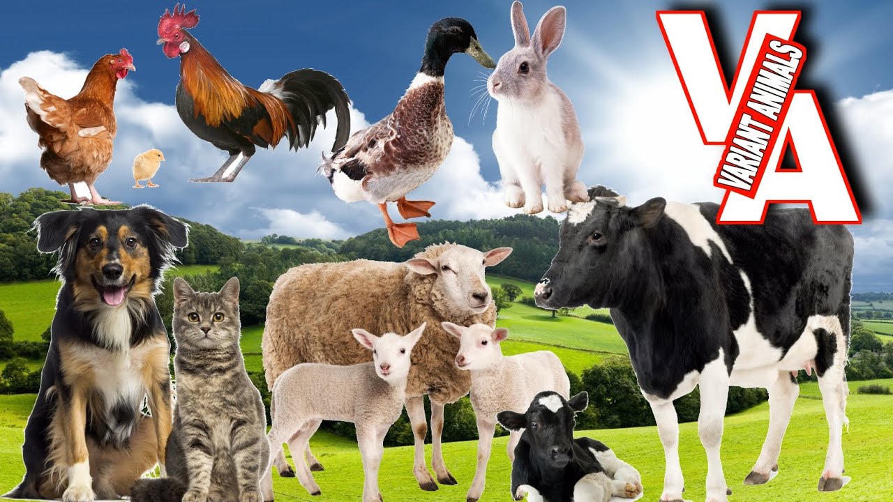Farm Animal Sounds ; sheep, cow, horse, chicken, duck, rabbit, cat, dog ...