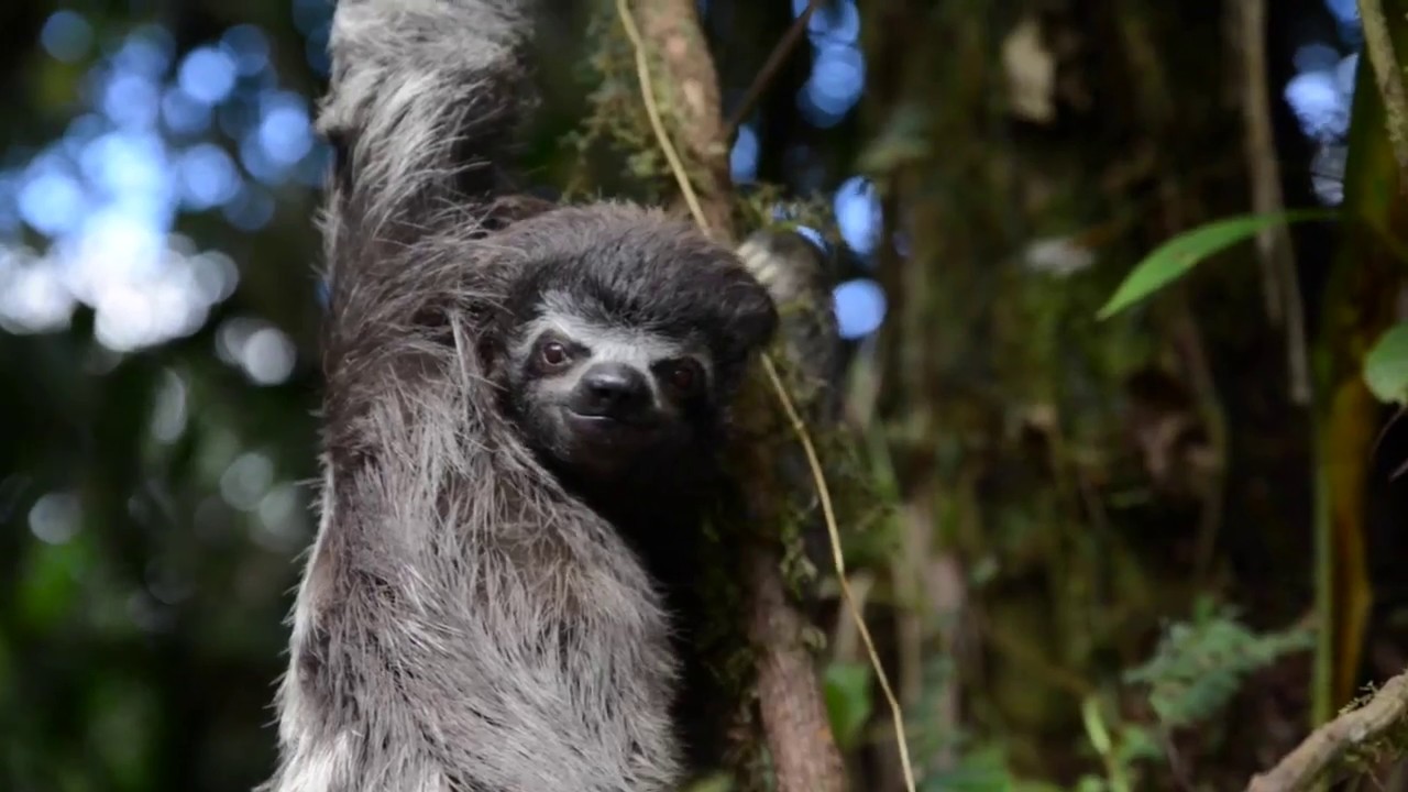 Merazonia's sloth Ali taking it easy/Perezoso Alí compilación - YouTube
