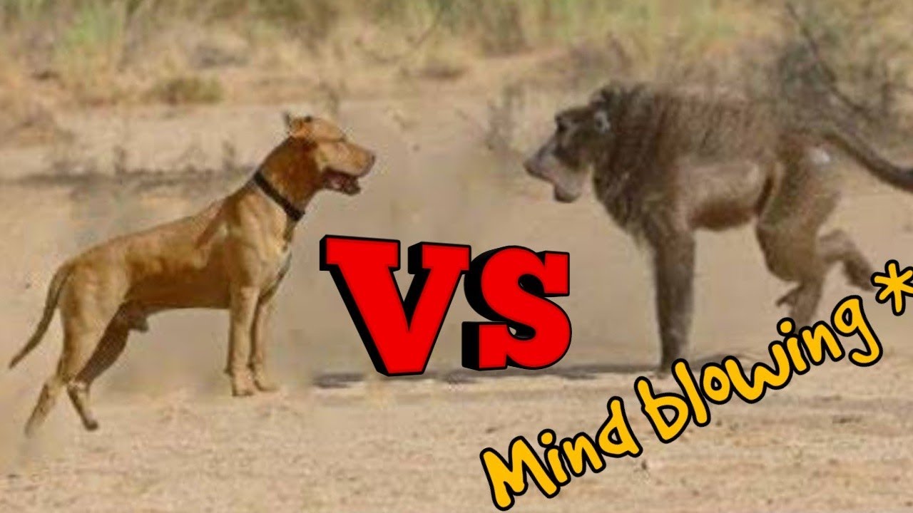 Hunting Battle | Wild Dog vs Baboon real fight | Animals hunting Battle ...