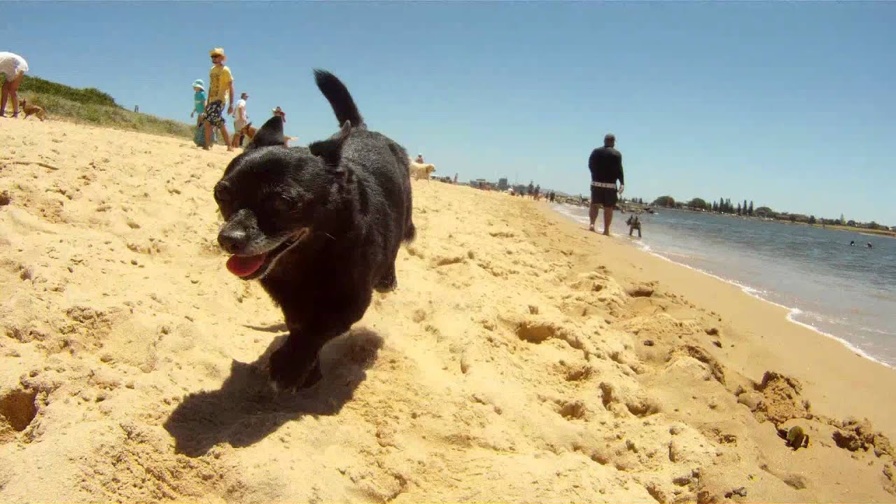 Chippys walk at the beach 2 - YouTube