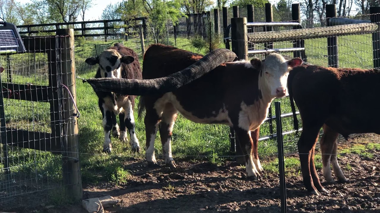 Cattle rub demo - YouTube