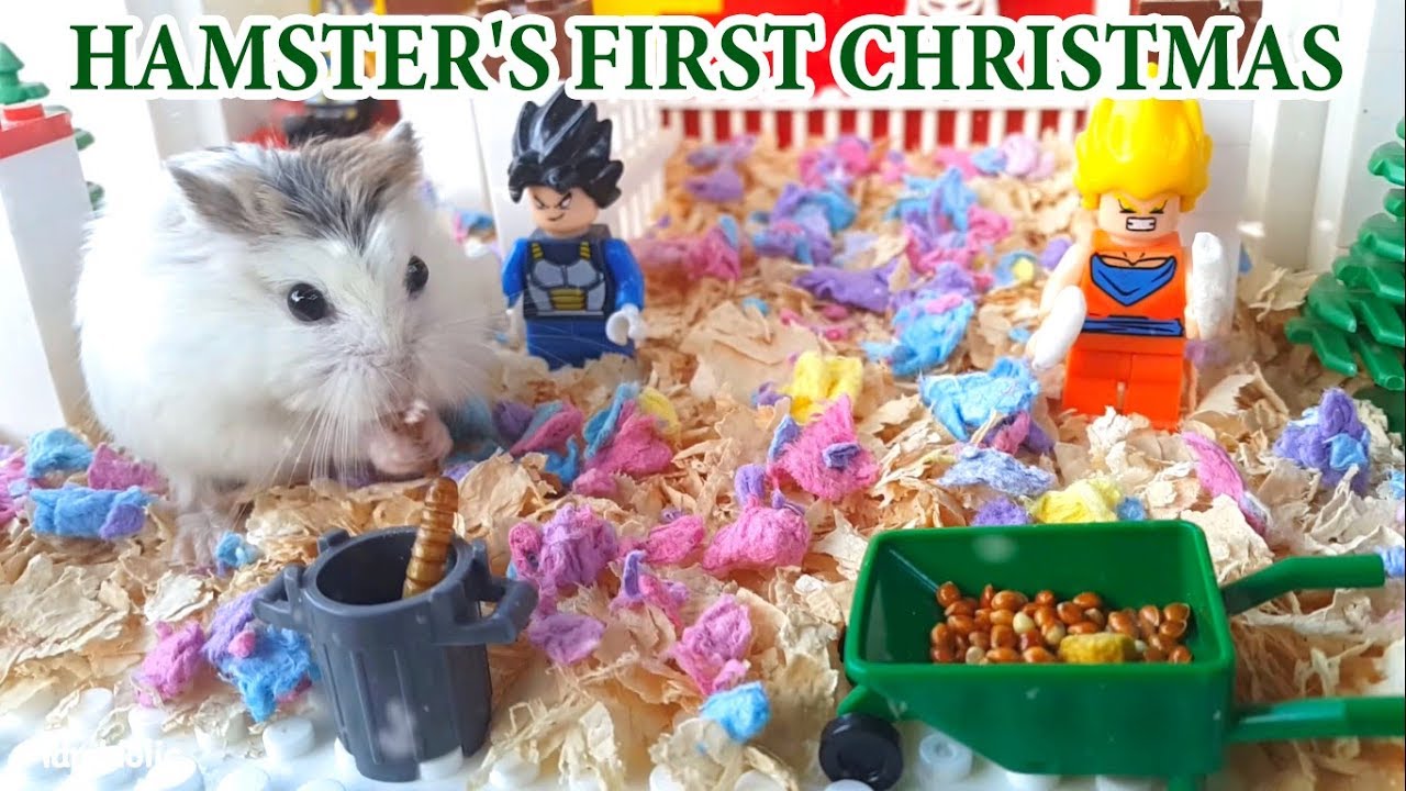 HAMSTER'S FIRST CHRISTMAS | HAPPY HOLIDAYS TO HAMSTER - YouTube