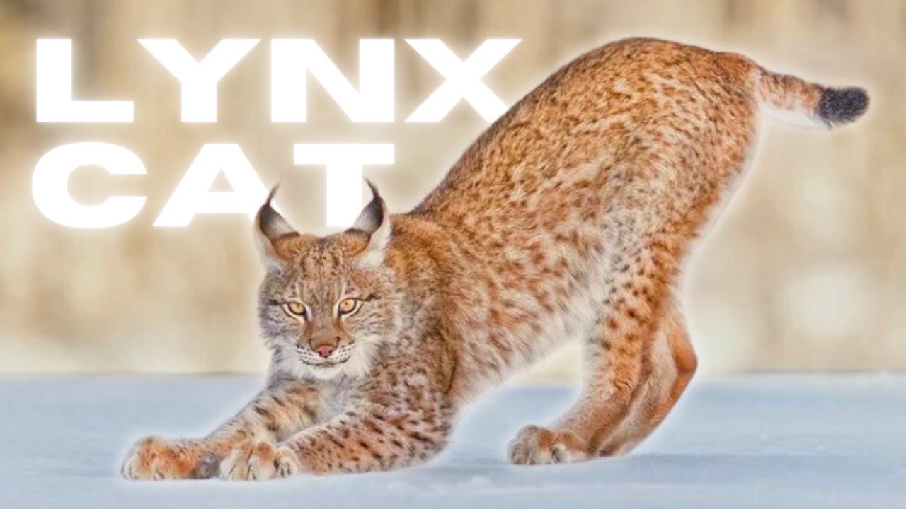 Lynx: A Wild Big Cat - Interesting Facts & Information - YouTube