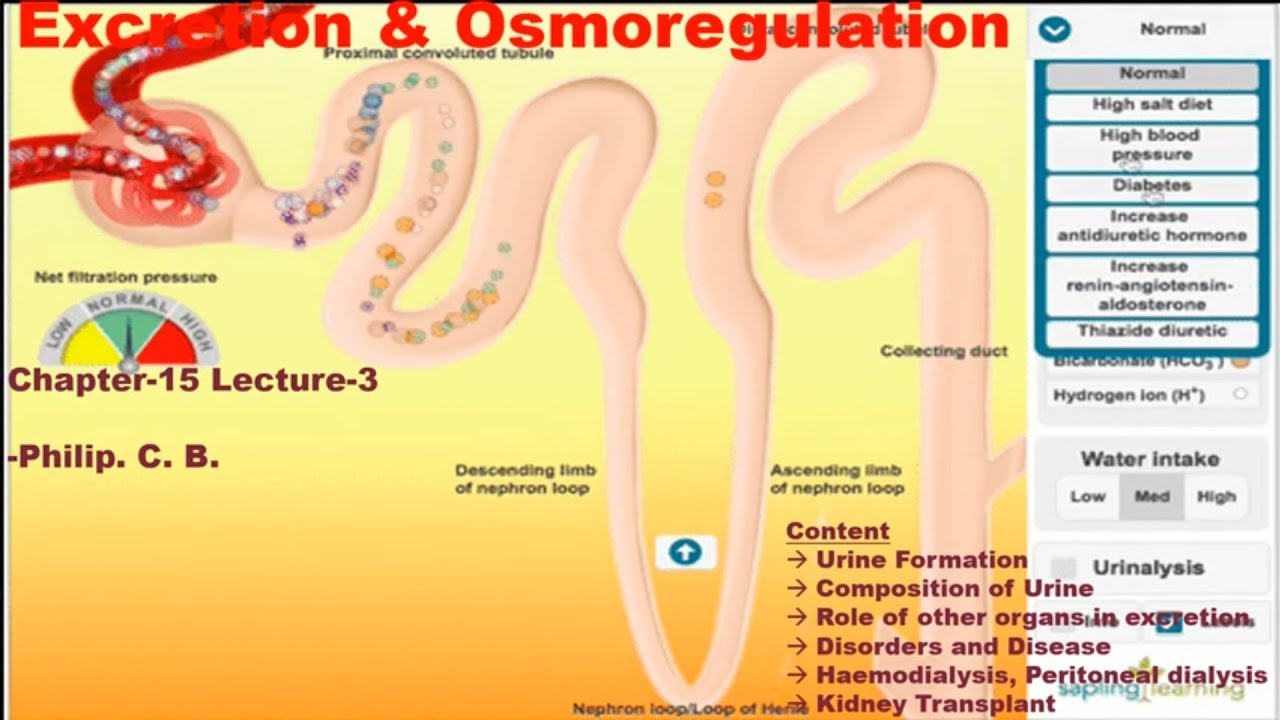 Class 11th | Excretion and Osmoregulation (Kidney Stones ...