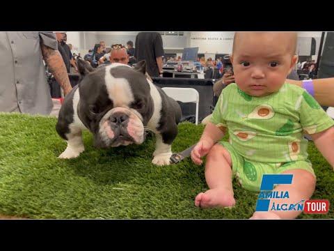 Un show de perros famosos - YouTube