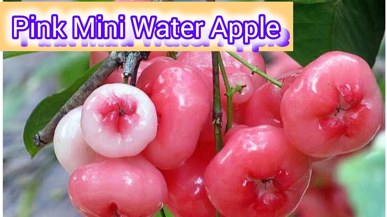pink mini water apple fruits & plant #foodie - YouTube