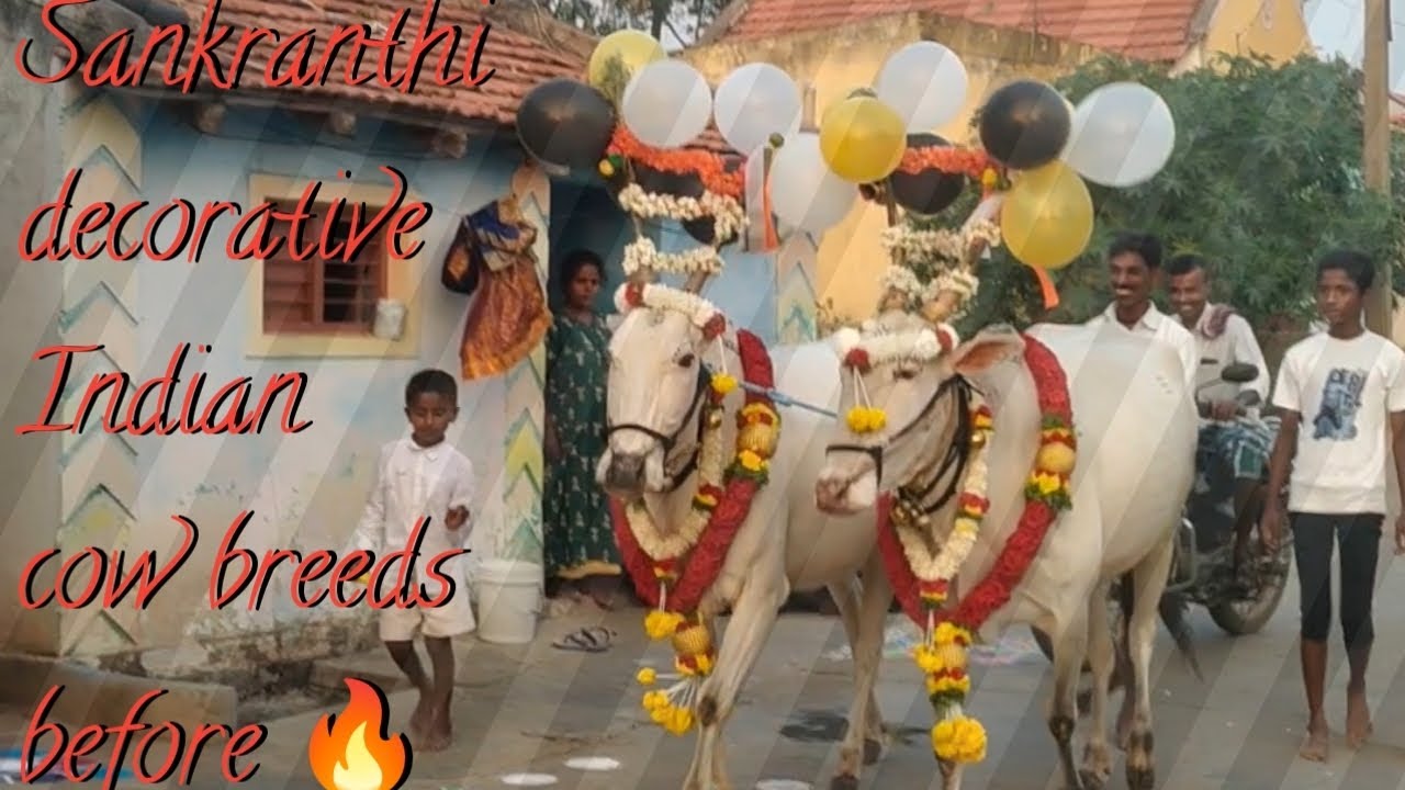 Cow Decoration for Sankranti (ಹಸು / ಹೋರಿ ಅಲಂಕಾರ) #cows #sankranthi ...