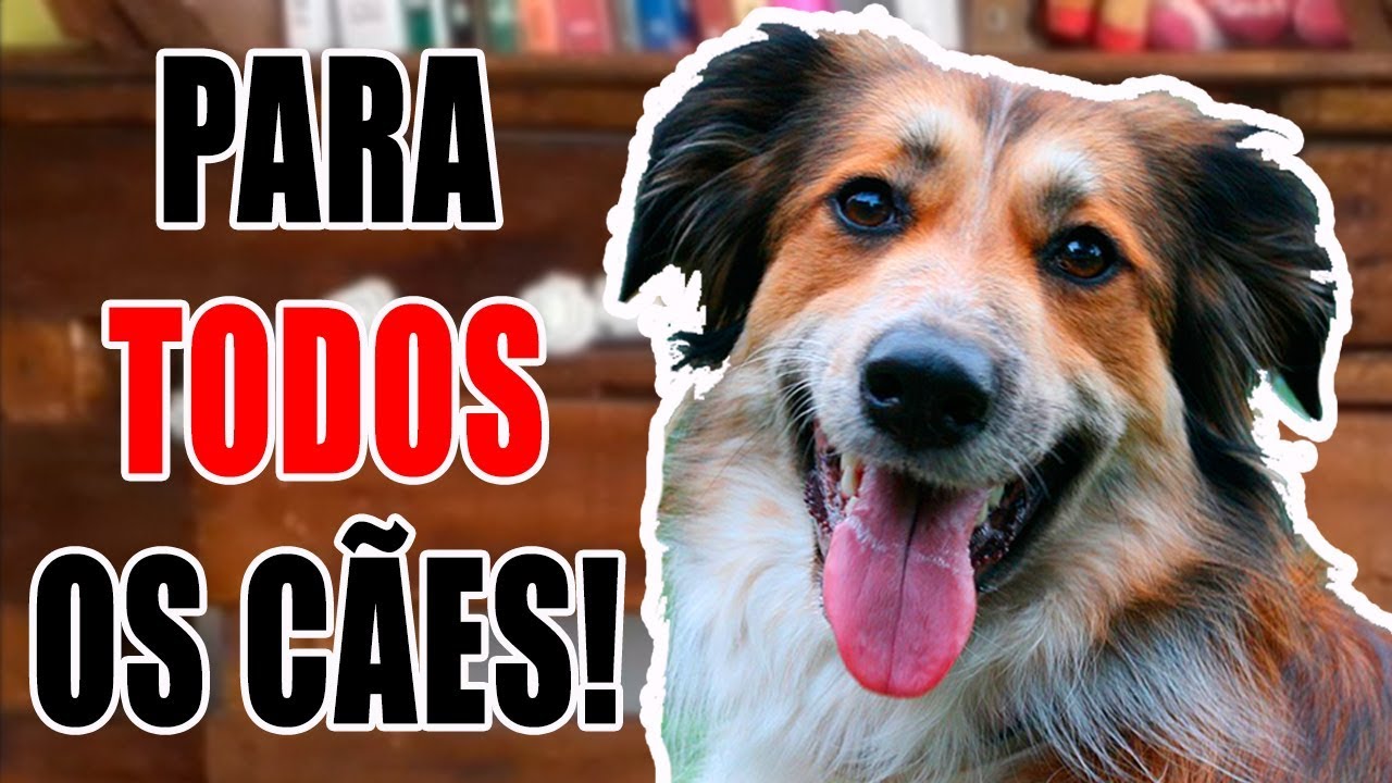 5 CUIDADOS IMPORTANTES E INDISPENSÁVEIS PARA CÃES! - YouTube
