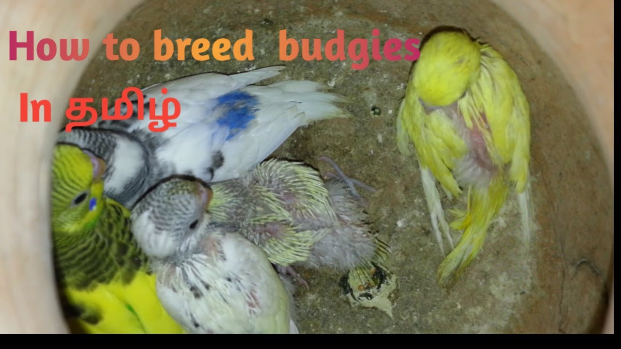 #6 how to breed budgies in த‌மி‌ழ் - YouTube