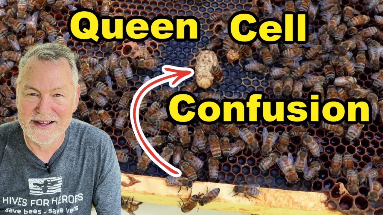 Beekeeping: Swarm Panic? Beekeepers Are Asking This & More - YouTube