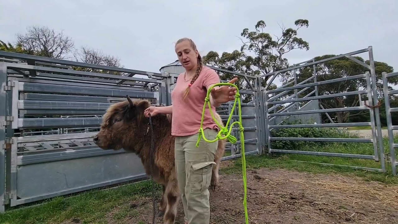 Cattle Training Halters - How to fit them correctly - YouTube