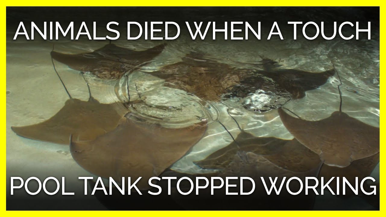 Animals Died When a Touch Pool Tank Stopped Working - YouTube
