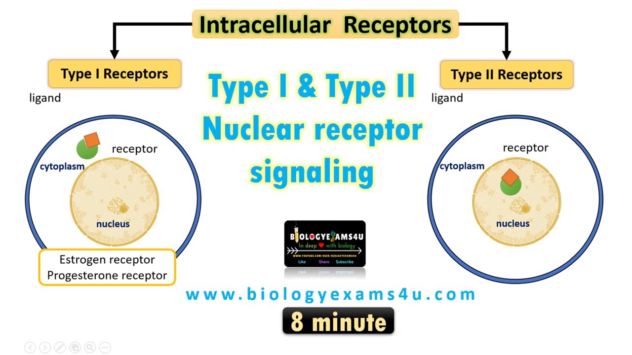 Intracellular Receptor Signaling Type I And Type II Nuclear Receptor