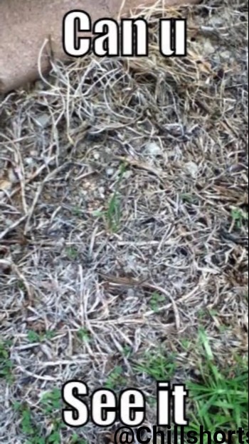 can u see it 😦#hopticalillusion #funnyimages #opticalillussion - YouTube
