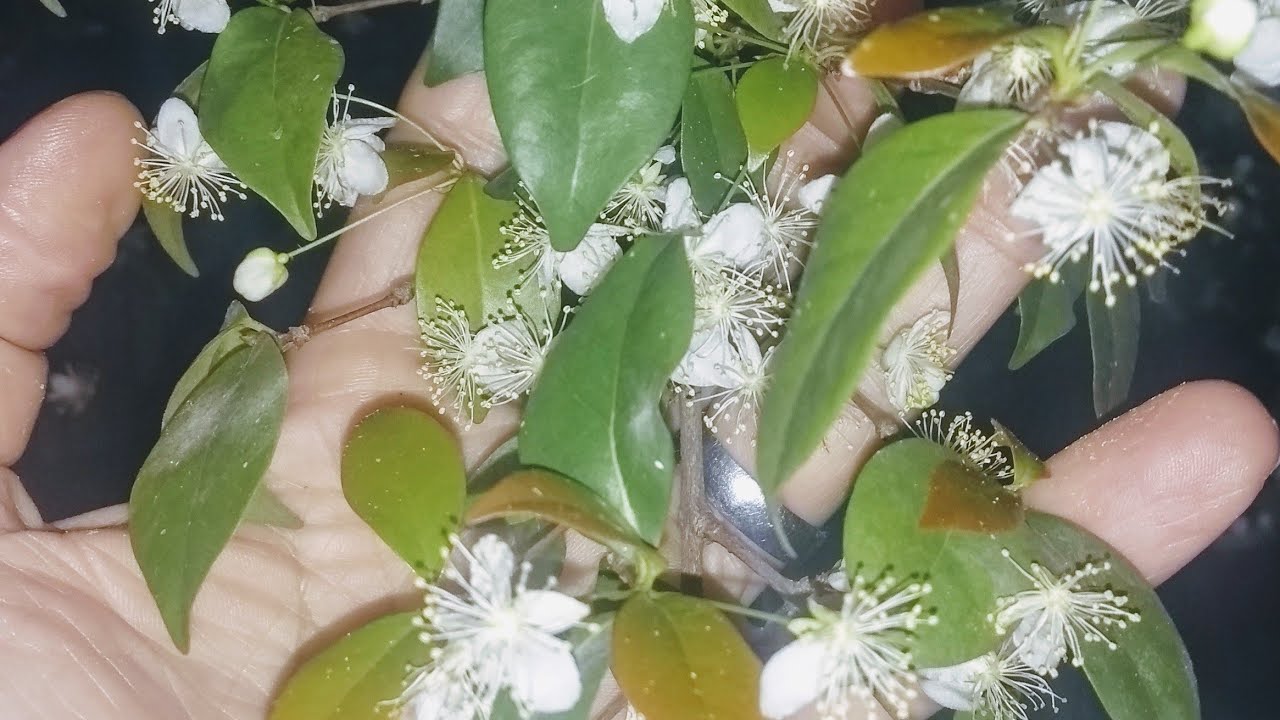 Quem sabe que planta e essa? Paticipe deixe seus comentários 👇 - YouTube