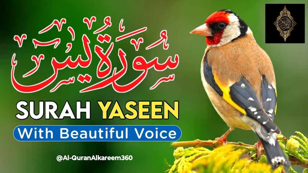 Surah yaseen 36 (Yasin) | surah yaseen with Urdu& English translation ...
