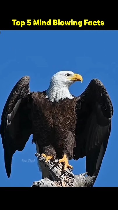 Top 5 Mind Blowing Facts 🤯 | #shorts #short - YouTube