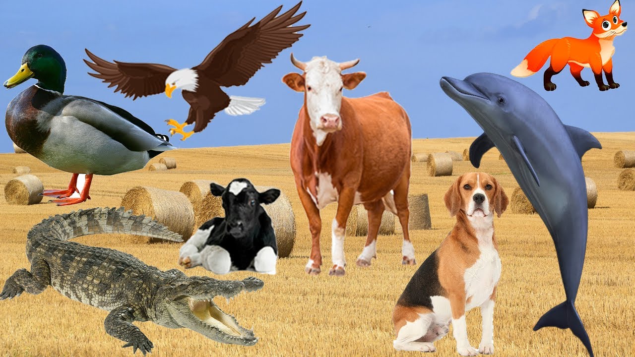 Learn the fun of animals: elephant, duck, dog, horse, pig - animal ...