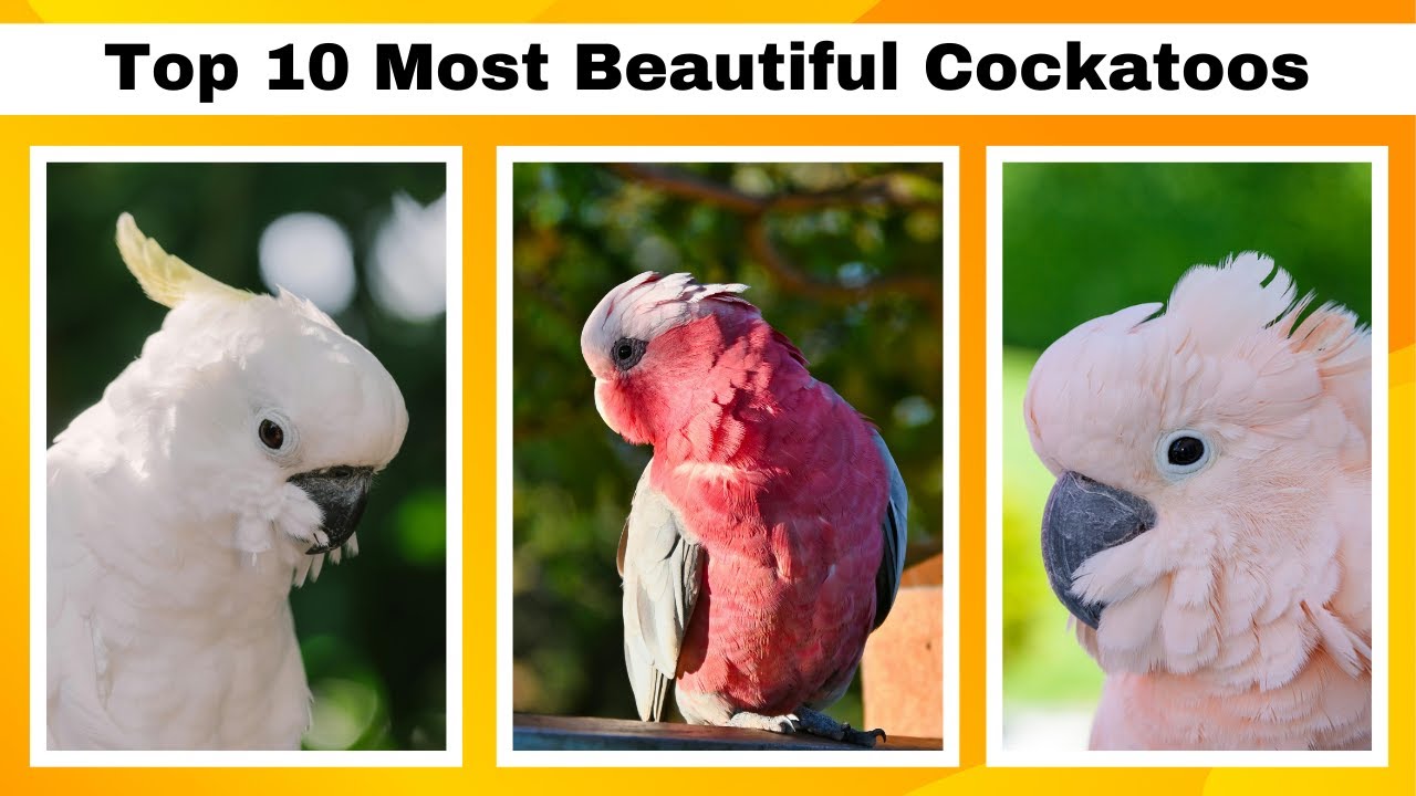 Top 10 Most Beautiful Cockatoos - YouTube