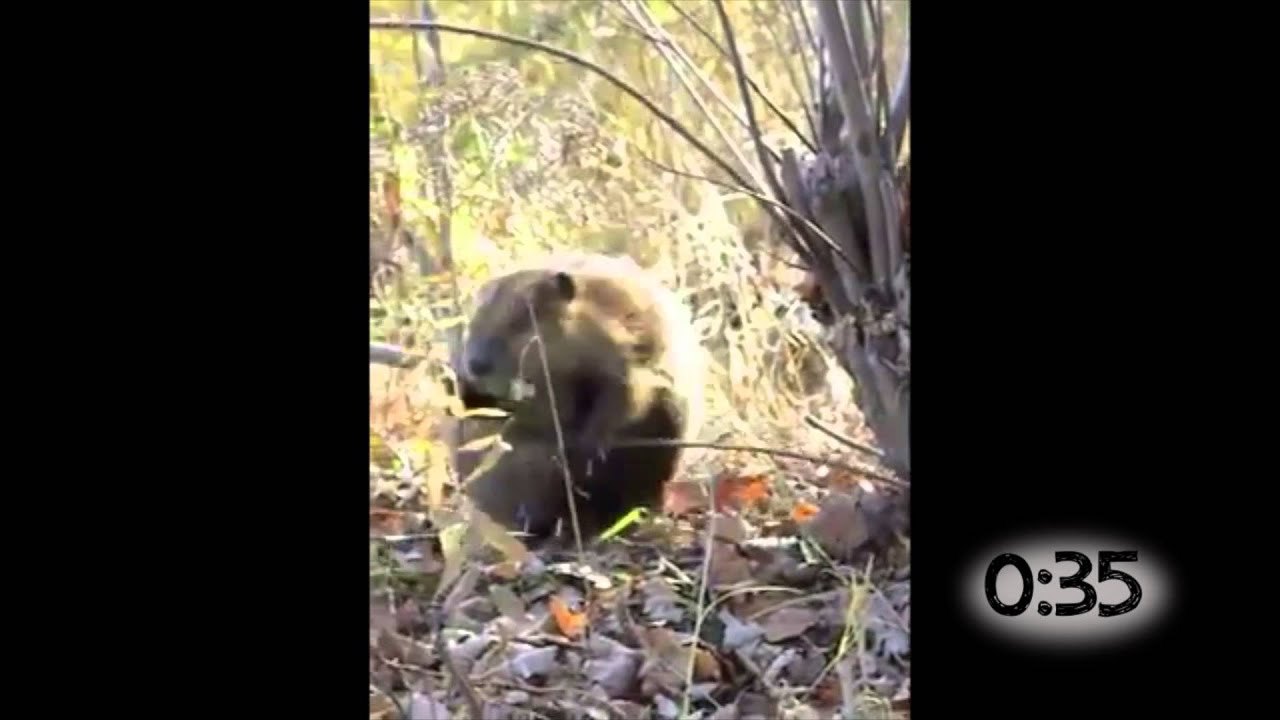 Beavers Chewing on Trees - YouTube