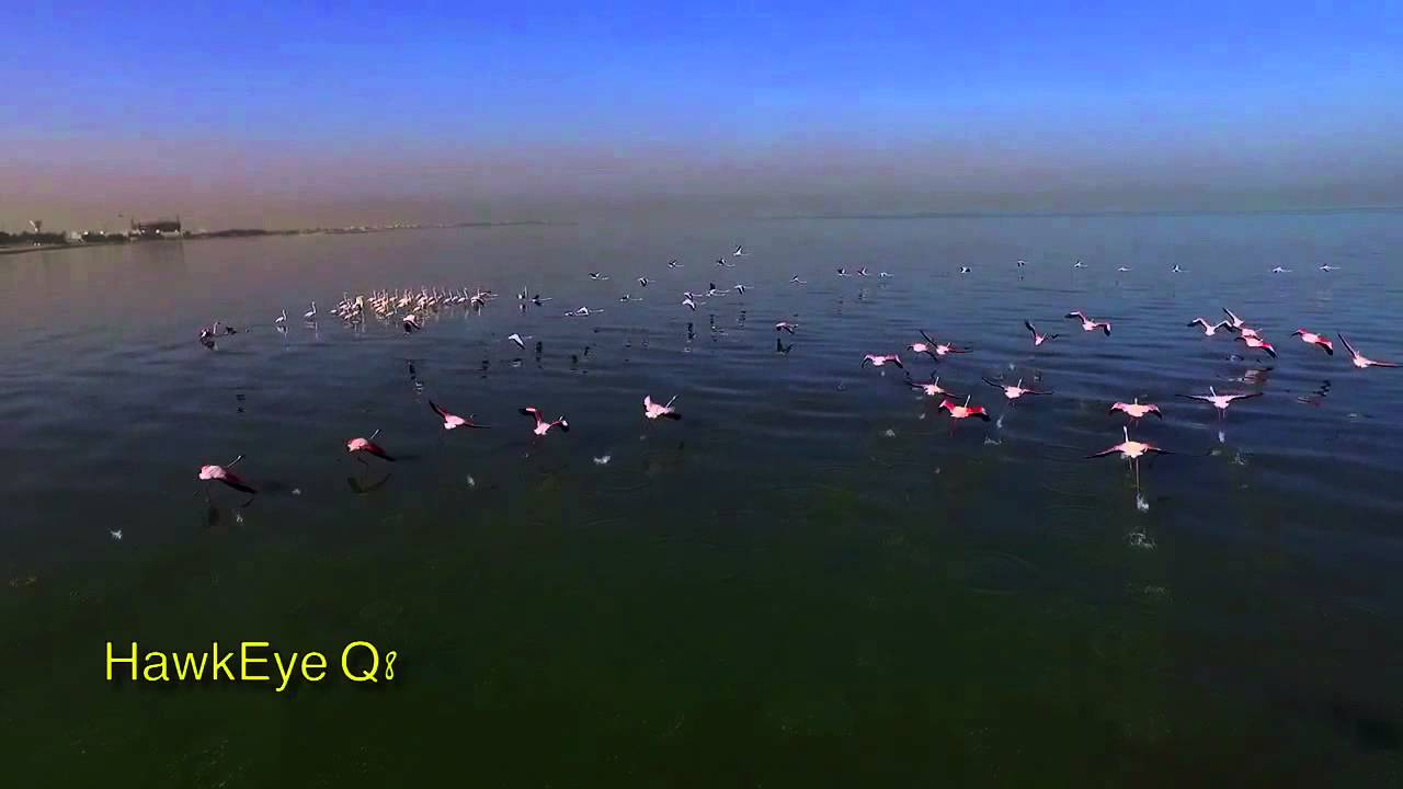 Flamingo in kuwait النحام طيور الفلامنجو في الكويت - YouTube