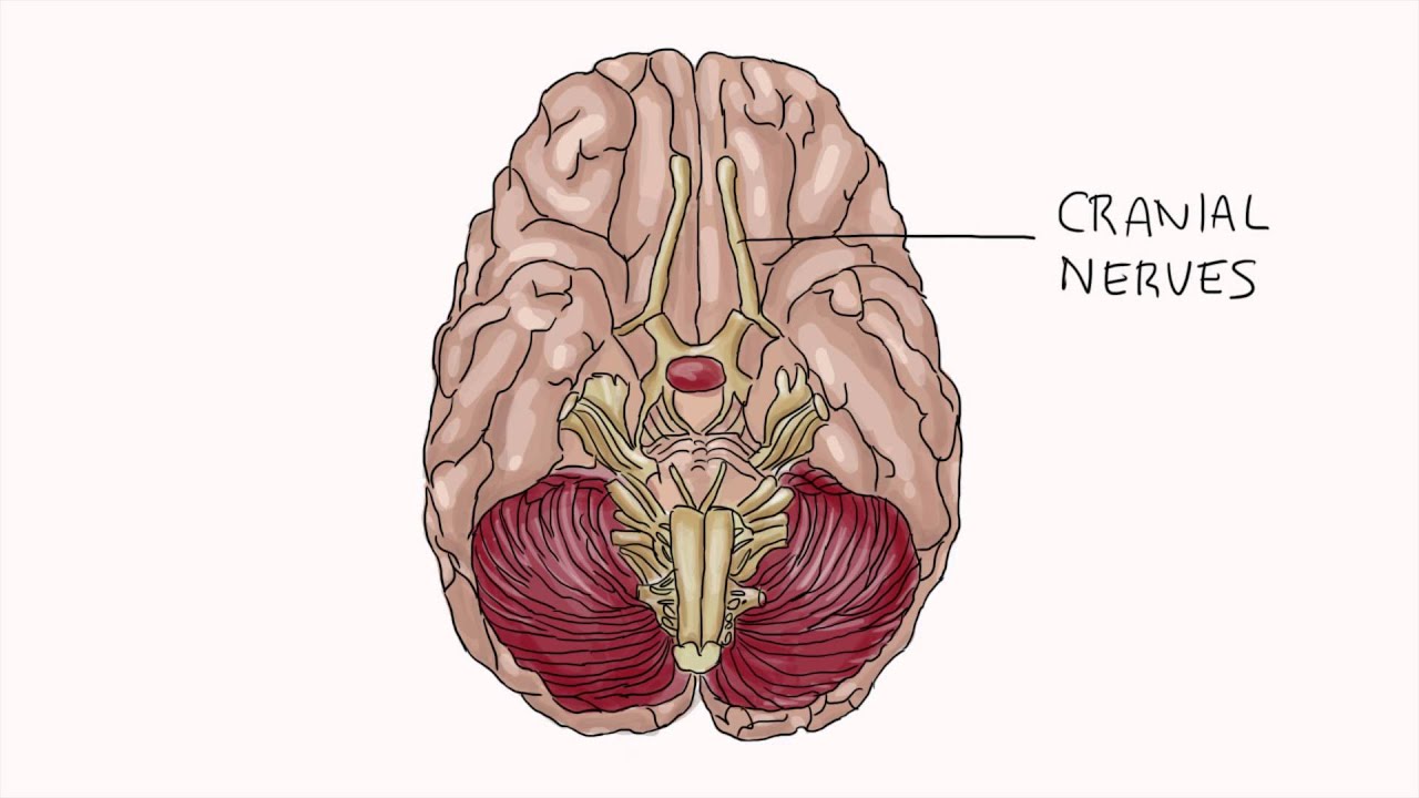 Concussions: The Science of the Brain - YouTube
