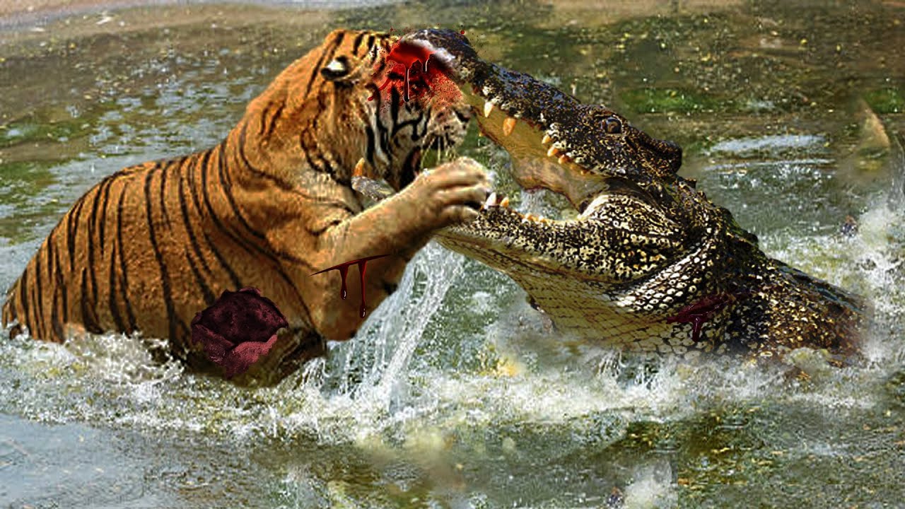 Horror Battle For Territory Between Crocodile And Tiger - Who Will Be ...