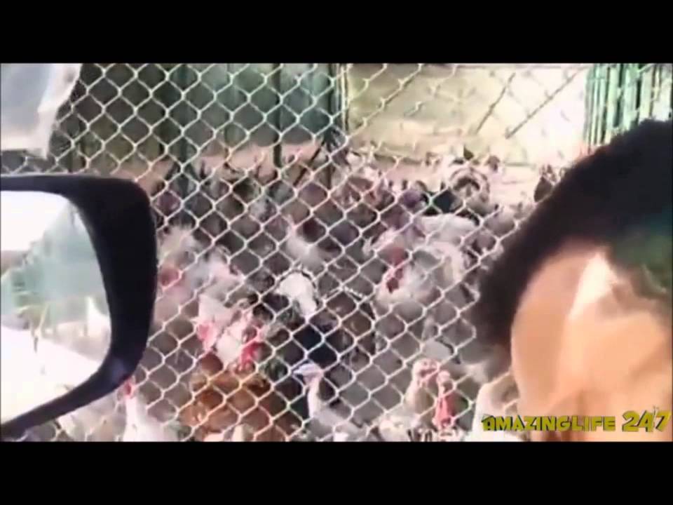 Laughing Turkey Farm - YouTube