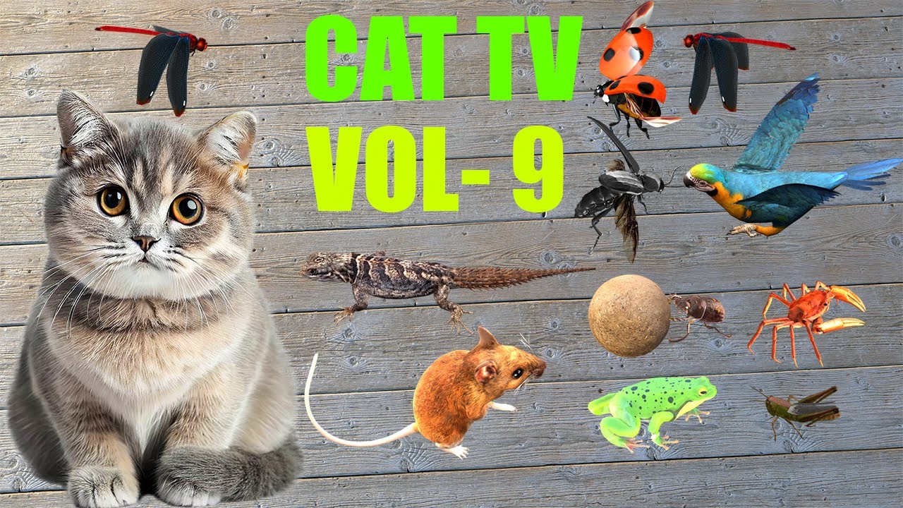 CAT TV | VAT VIDEO FOR CAT TO WATCH MOUSE LIZARD AND BUG| BEST CAT ...