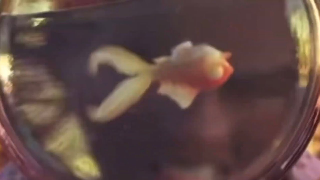 The encanto fish was a paid actor - YouTube