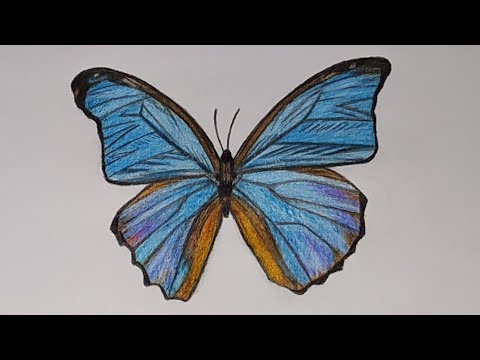 Rəsm - Kəpənək Necə Çəkilir - How to Draw Butterfly