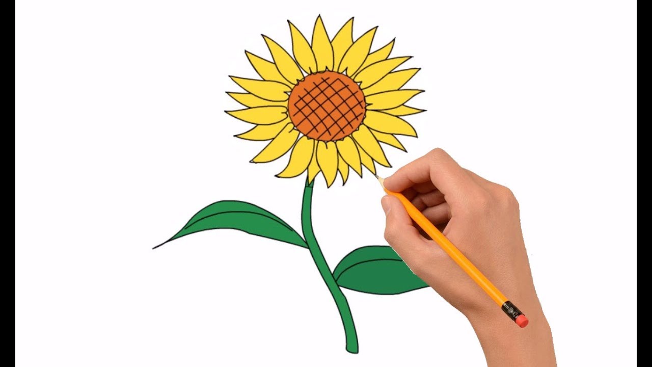 How To Draw A Sunflower Step By Step Easy For Kids YouTube how-to-draw-a-sunflower-step-by-step-easy-for-kids-youtube
