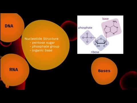 A Level Biology: Bio Mol 4:Nucleotides, DNA and Replication AQA, OCR, Edexcel, WJEC, Eduqas and ...