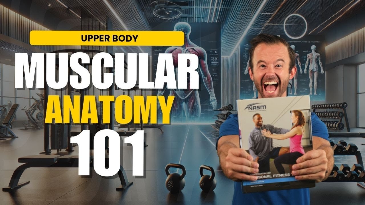 Upper Body Muscular Anatomy for NASM Trainers || NASM-CPT 7th Edition ...