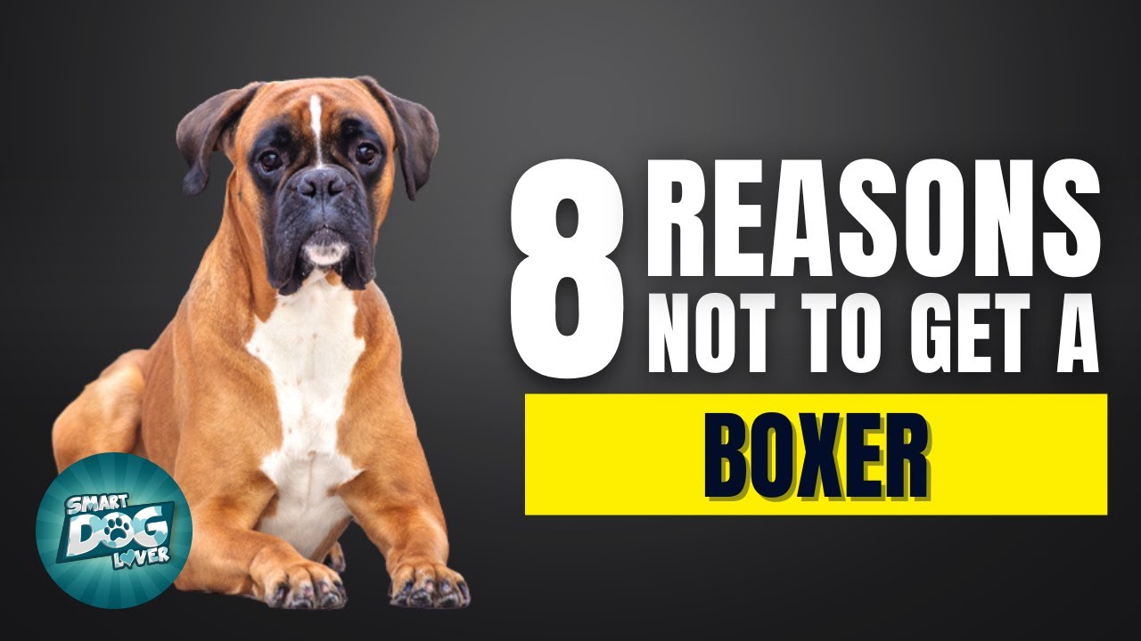 8 Reasons Why You SHOULD NOT Get a Boxer - YouTube