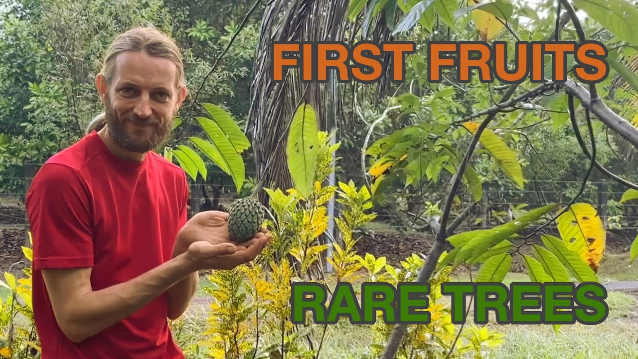 Farm Tour After First Rain + Our Rarest Tropical Fruit Tree in our Food ...