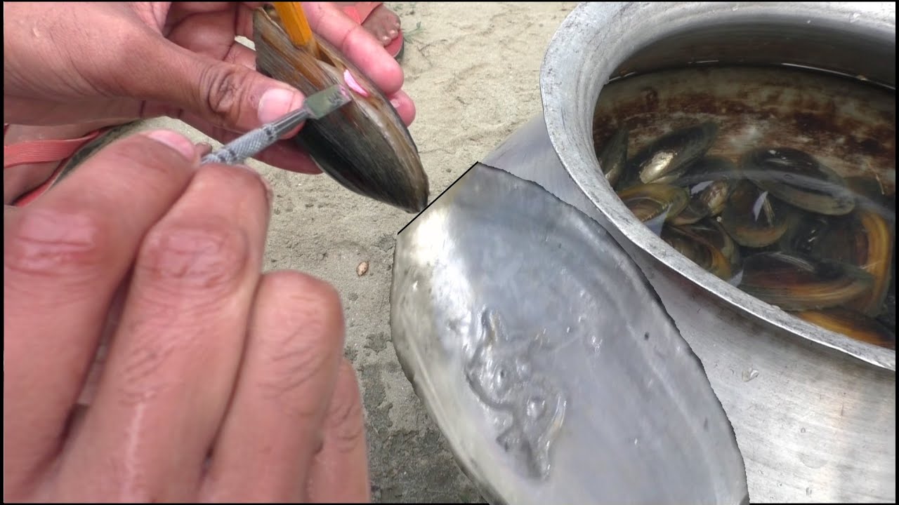 Pearl Farm With Fish Farming - Less Investment And Higher Income - YouTube