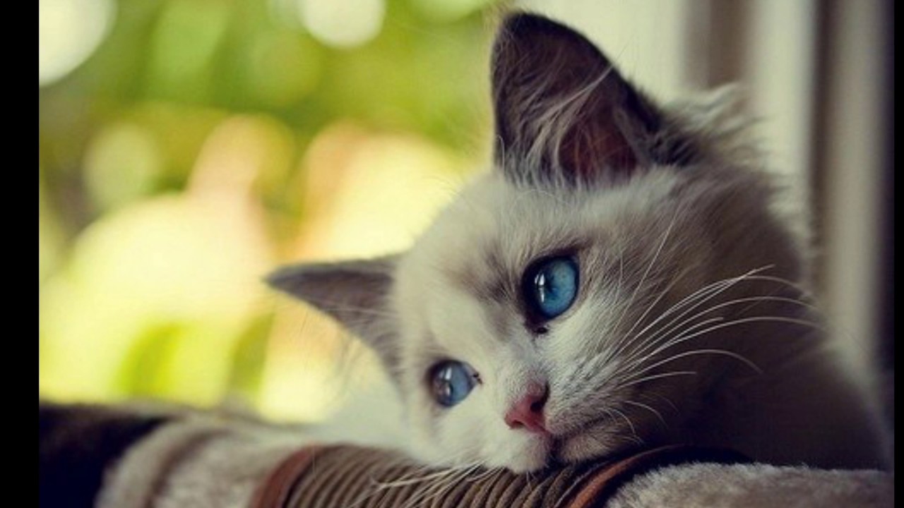 Alone (alan walker) cat - YouTube