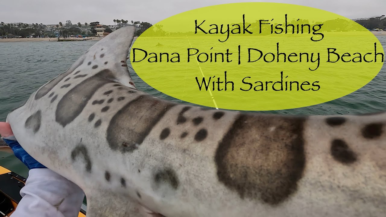 Kayak Fishing Dana Point | Doheny Beach With Sardines #danapoint - YouTube