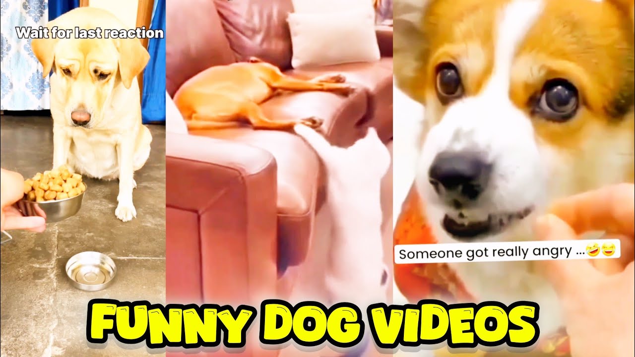 Funny Dog Videos | Dog Funny Prank Video | Funny Animal Videos 2024 ...