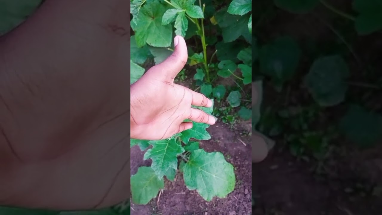 # hand magic'hand 👏🌌💸 - YouTube
