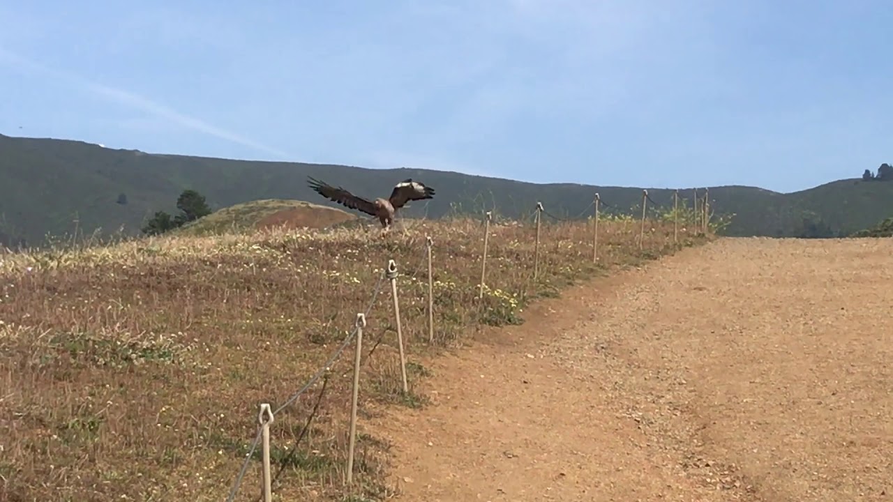 Red-tailed hawk getting ready to eat after hunting - YouTube