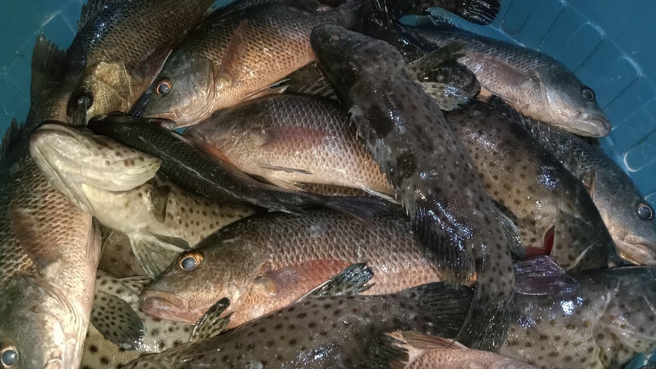 Pagharvest Ng lapulapu at mangagat.sa Cage may mga kawil Ang isda.# ...