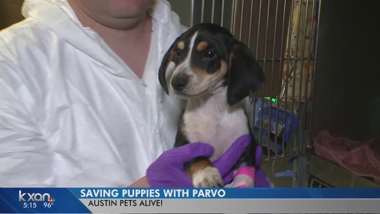 Puppies survive thanks to Austin Pets Alive special ICU - YouTube